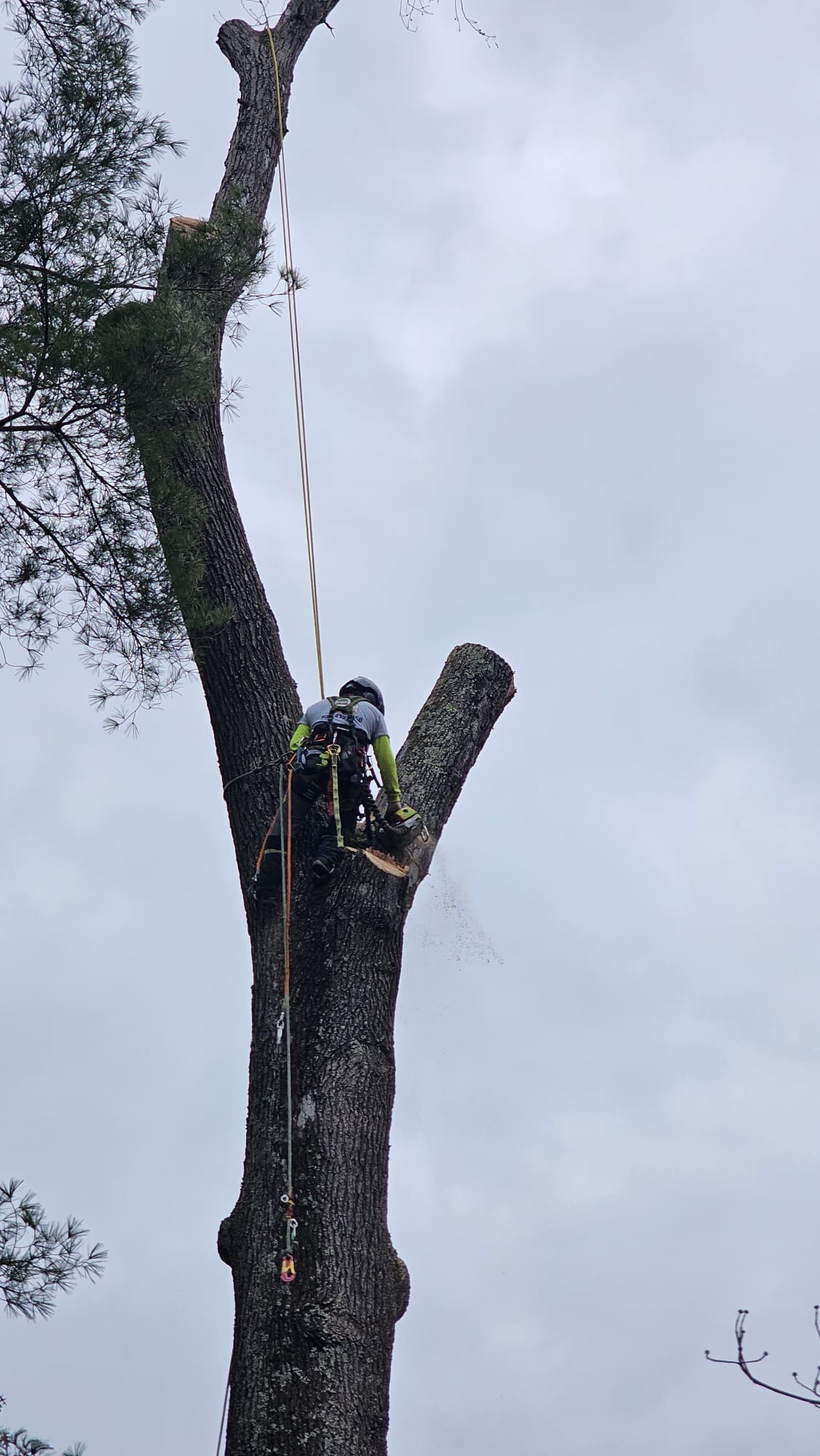 Wisdom Tree Service