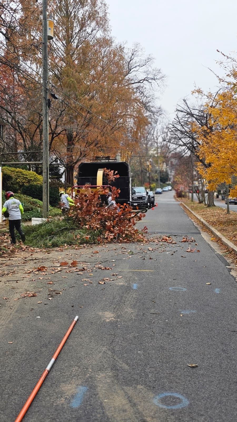 Wisdom Tree Service