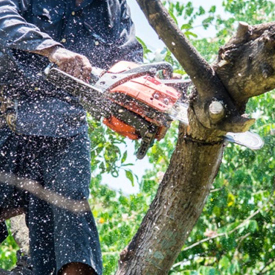 Wisdom Tree Service